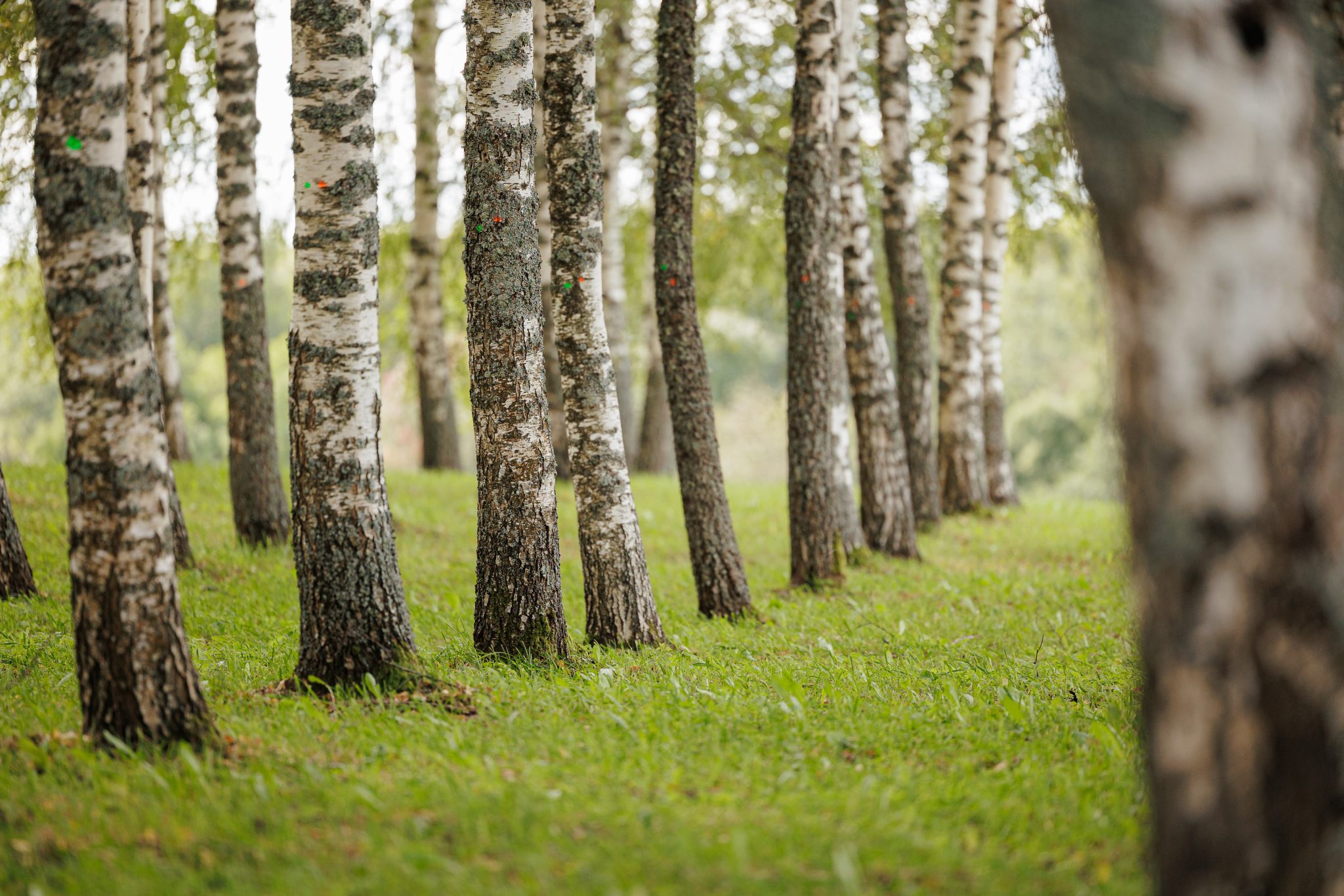 The University of Latvia and Latvijas Finieris are launching a major ...