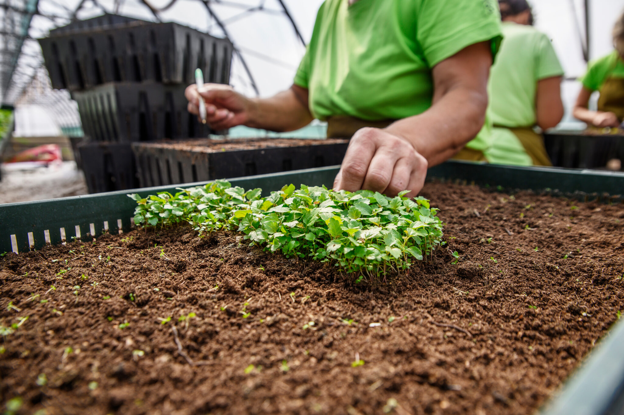 Structure - Latvijas Finieris