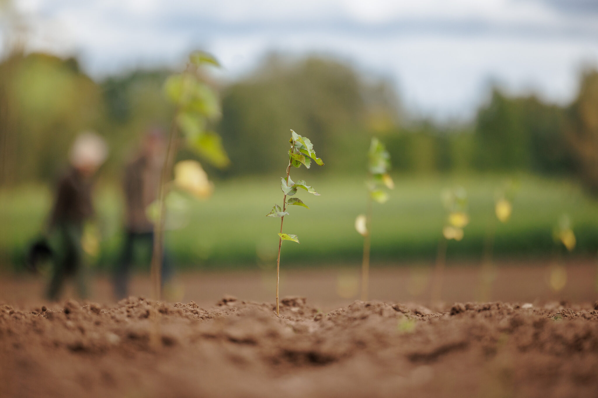 Par koncernu - Latvijas Finieris